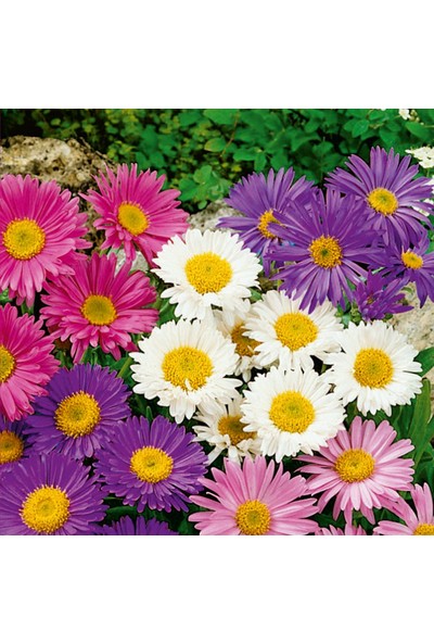 Arzuman Aster (Aster L.) Çiçek Tohumu 50 Adet Arzuman Aster (Aster L.) Çiçek Tohumu 50 Adet