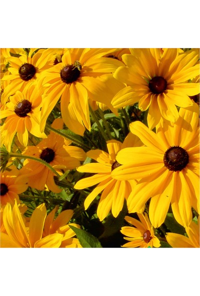 Arzuman Afrika Papatyası (Rudbeckia) Çiçek Tohumu 100 Adet