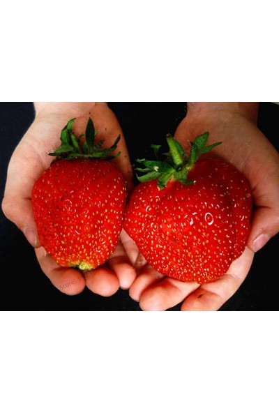 Tohumcumm Dev Çilek Tohumu Yediveren Çillek Tohumu Güney Amercica Çileği 10 Adet Tohum Tohumcumm Dev Çilek Tohumu Yediveren Çillek Tohumu Güney Amercica Çileği 10 Adet Tohum