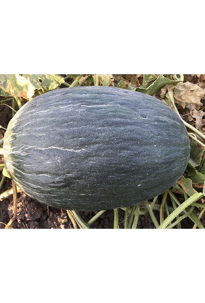 Tohumcumm Kışlık Siyah Kavun Tohumu 10 Tohum