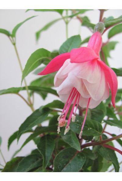 Uzay Bahçesi Uzay Bahçesi uzaybahçesi Küpeli Çiçeği / Fushia