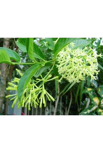 Uzay Bahçesi Kokulu Melisa/gece Sefası Fidanı 40-60 cm