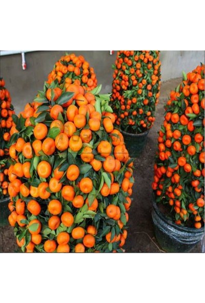 Tohumcumm Bodur Bonsai Mandalina Ağacı Tohumu 5 Mandalina Tohumu