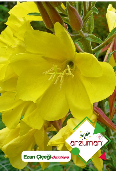 Arzuman Ezan Çiçeği (Oenothera) Çiçek Tohumu 100 Adet Arzuman Ezan Çiçeği (Oenothera) Çiçek Tohumu 100 Adet