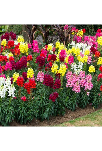 Plantistanbul Aslanağzı Karışık Çiçek Tohumu 50'li