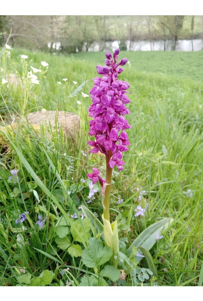 Plantistanbul Orchis Mascula Salep Fidanı, Saksıda