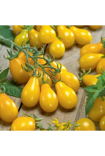Boothas Sarı Ampul Sırık Çeri Domates Sebzesi Tohumu 25 'li Saksı Torf