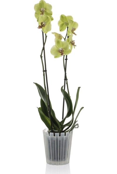 Bimbambom Akasya Orkide Saksısı 1.1 lt Şeffaf Orkide Saksı