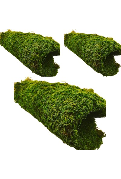 Joy And Toys Ysn1 Doğal 3 Adet (30X20)CM Kaya Yosunu Gerçek Bitki Bozulmaz Joy And Toys Ysn1 Doğal 3 Adet (30X20)CM Kaya Yosunu Gerçek Bitki Bozulmaz