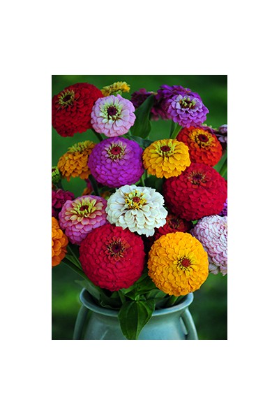 Farmlife 30 Adet Rengarenk Zinnia Çiçeği Tohumu