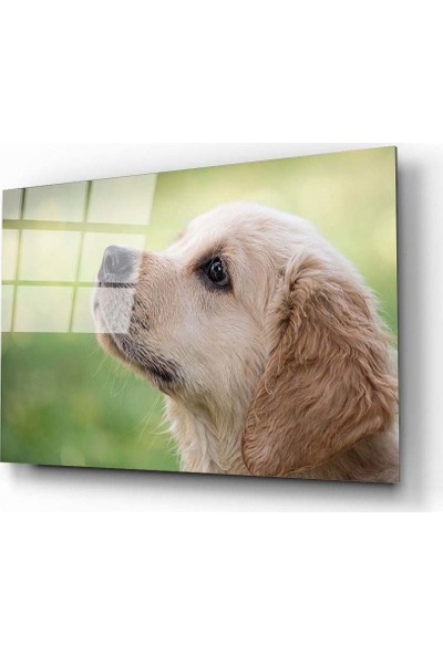 idealizbiz Köpek 1 Cam Tablo