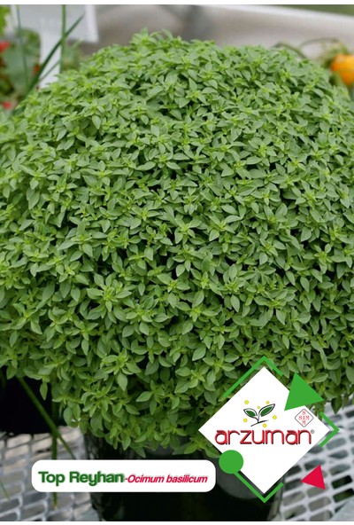Arzuman Top Fesleğen - Top Reyhan (Ocimum Basilicum) Çiçek Tohumu 100 Adet