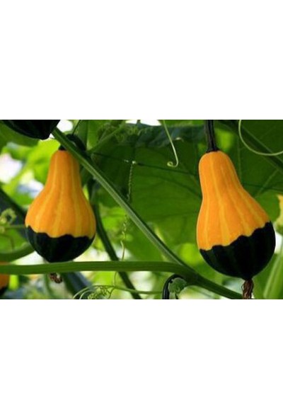 Arzuman Süs Kabağı (Cucurbita P.) Çiçek Tohumu 10 Adet