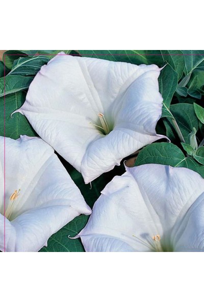 Arzuman Gece Güzeli (Datura L.) Çiçek Tohumu 15 Adet