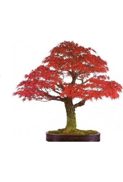 Serdar Çam Tohumculuk Bodur Red Maple Bonzai Ağacı Tohumu 5 Tohum Bonsai Tohumu Serdar Çam Tohumculuk Bodur Red Maple Bonzai Ağacı Tohumu 5 Tohum Bonsai Tohumu