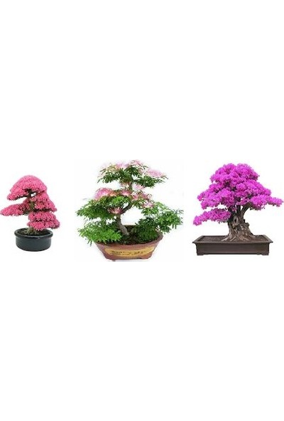 Serdar Çam Tohumculuk Ithal 3 Farklı Bonzai Ağacı Tohumu Ekim Seti Erguvan Gülibrişim Mersin Bonsai Ağacı Tohumu Saksı Toprak Kombin Serdar Çam Tohumculuk Ithal 3 Farklı Bonzai Ağacı Tohumu Ekim Seti Erguvan Gülibrişim Mersin Bonsai Ağacı Tohumu Saksı Toprak Kombin