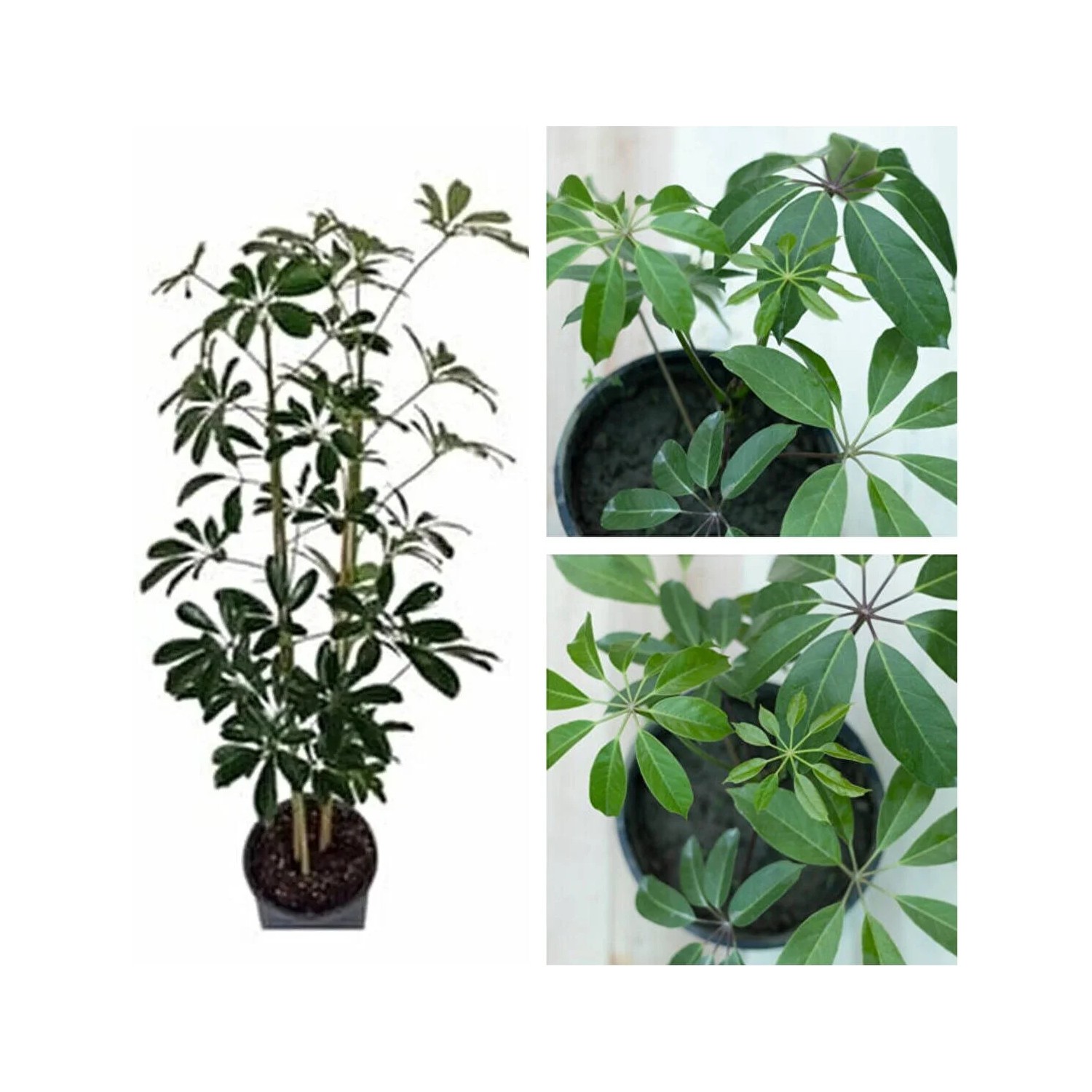 Serada Decor Plant Şeflera Bitkisi 110 120 cm Schefflera Fiyatı