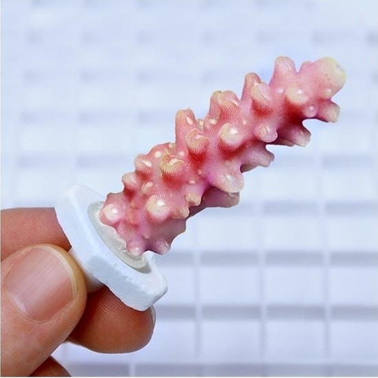 Seachem Coral Plugs 12'li Mercan Polip Tabanlığı Fiyatı