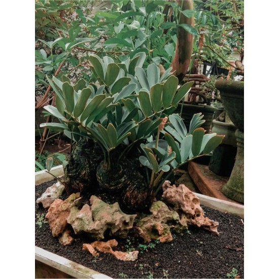 Serada Decor Plant Videolu Zamia Zeze Çiçeği Zamia Bitkisi Fiyatı