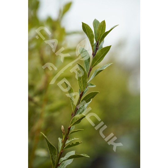 Serada Decor Plant Defne Ağacı Defne Fidanı Defne Fidesi Fiyatı