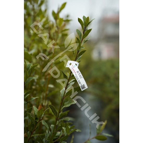 Serada Decor Plant Defne Ağacı Defne Fidanı Defne Fidesi Fiyatı
