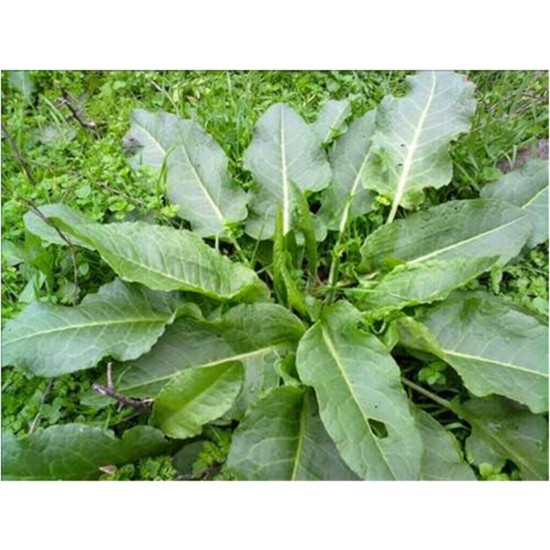 Serada Decor Plant Kuzu Kulağı Koç Kulağı Ekşiotu Tohumu 100 Fiyatı