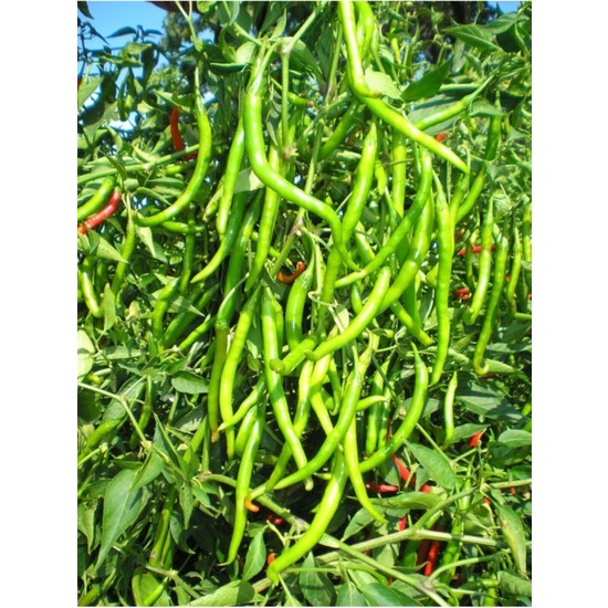 Serada Decor Plant Doğal Sivri Biber Sebze Tohumu Tatlı Kıl Fiyatı