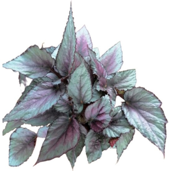 Serada Decor Plant Silver Limbo Begonya Rex - Yaprak Güzeli Fiyatı