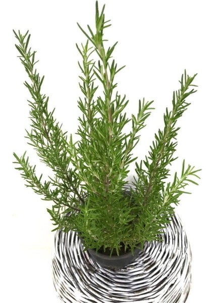 Bitkim Sende Biberiye Bitkisi Rosmarinus Officinalis Fiyatı