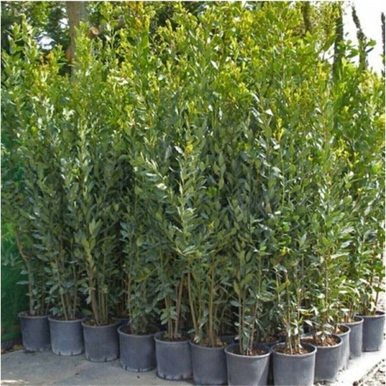 Bitkim Sende Tüplü 25-30 cm Defne Ağacı Laurus Nobilis Fiyatı