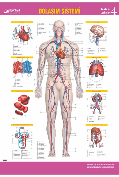Gürbüz Yayınları Dolaşım Sistemi 70 x 100 cm