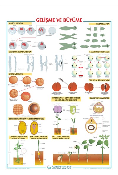 Gürbüz Yayınları Gelişme ve Büyüme 70 x 100 cm Gürbüz Yayınları Gelişme ve Büyüme 70 x 100 cm