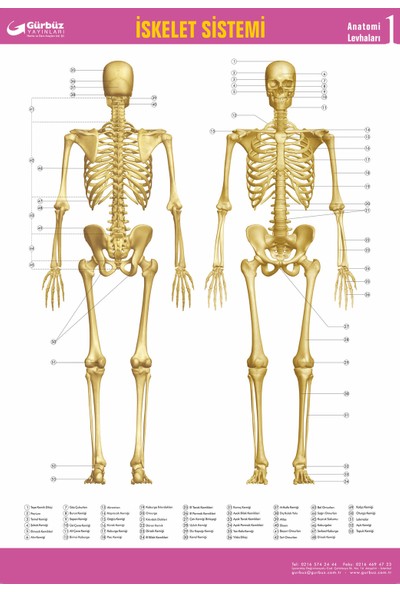Gürbüz Yayınları Iskelet Sistemi 70 x 100 cm