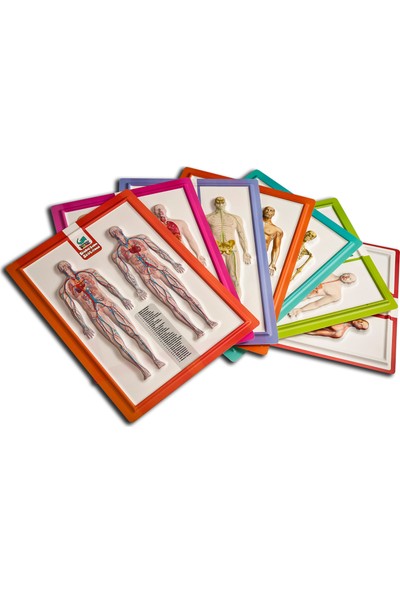 Gürbüz Yayınları Kabartma Anatomi Atlası A4