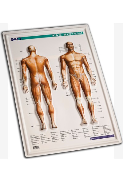 Gürbüz Yayınları Kabartma Kas Sistemi 35 x 50 cm