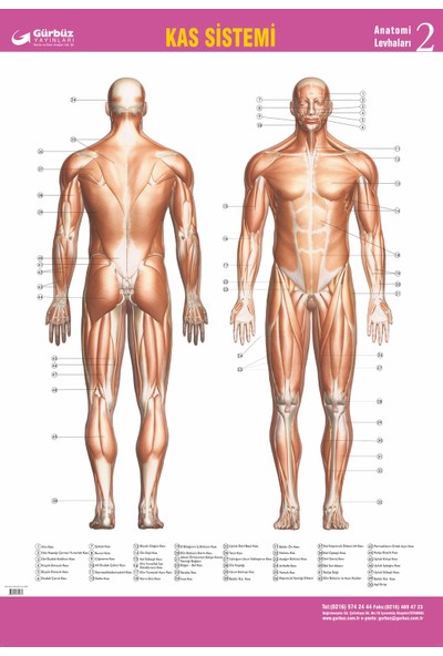 Gürbüz Yayınları Kas Sistemi 70 x 100 cm