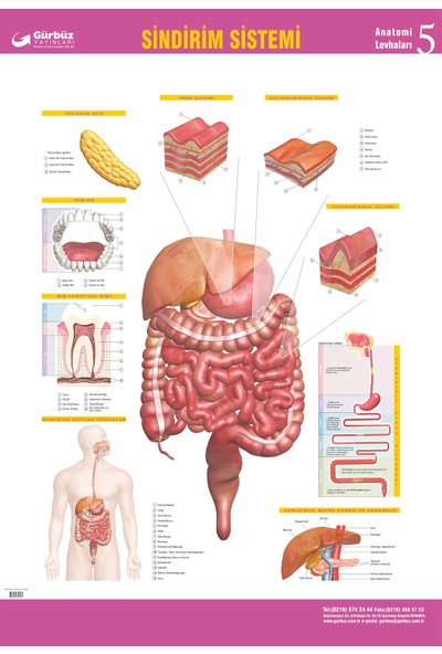 Gürbüz Yayınları Sindirim Sistemi 70 x 100 cm