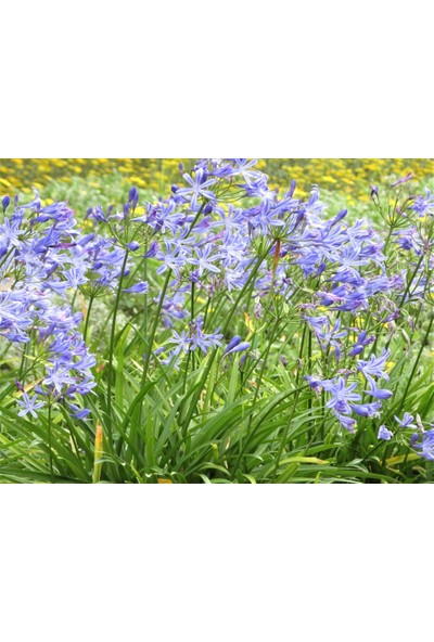 Plantistanbul Agapanthus Hybrid Nana Blue Bodur Mavi Afrika Zambağı, Saksıda Plantistanbul Agapanthus Hybrid Nana Blue Bodur Mavi Afrika Zambağı, Saksıda