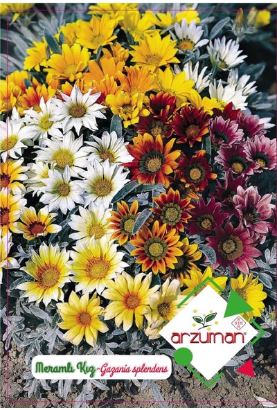 Arzuman Meramlı Kız Çiçeği Tohumu (20 Adet)