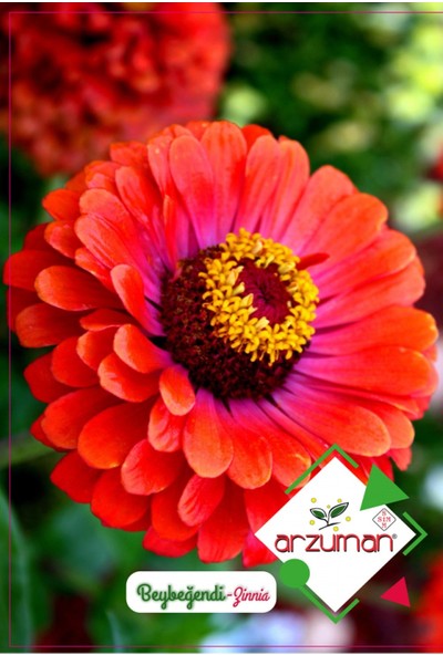 Arzuman Beybeğendi Çiçeği Tohumu (100 Adet)