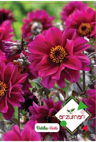 Arzuman Dahlia Çiçeği Tohumu (30 Adet)