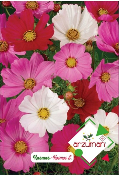 Arzuman Kosmos Çiçeği Tohumu (30 Adet)