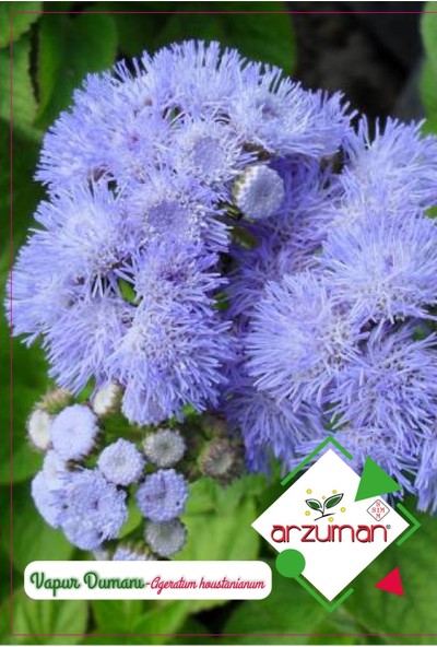 Arzuman Vapur Dumanı Çiçeği Tohumu (100 Adet)