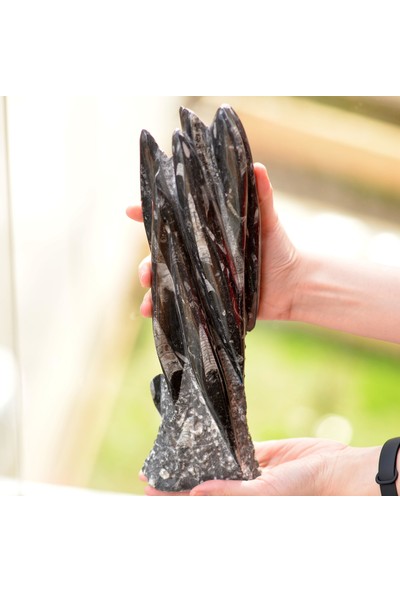 Taş Sandığı Belenit Taşı Fosil Kütle ( Balık Fosili ) - 32 cm Taş Sandığı Belenit Taşı Fosil Kütle ( Balık Fosili ) - 32 cm