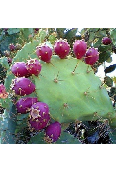 Murat Tohumculuk Murat Tohum Eko Paket Dikenli Incir Tohumu Hint Inciri Frenk Inciri Papuç Inciri Tohumu 25 Adet Tohum