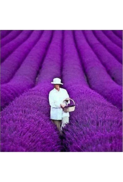 Ata Tohumculuk 30 Adet Tohum Lavanta Çiçeği Tohum Mor Kokulu Ingiliz Saksı Topraklı Ata Tohumculuk 30 Adet Tohum Lavanta Çiçeği Tohum Mor Kokulu Ingiliz Saksı Topraklı