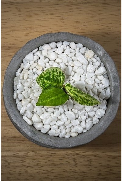 Cm Doğal Dolomit Taş 1 kg 10-20 mm Dekoratif Bahçe Saksı Akvaryum Teraryum Taşı