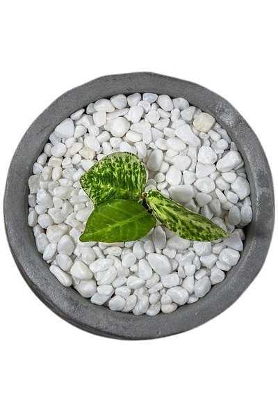 Cm Doğal Dolomit Taş 5 kg 10-20 mm Dekoratif Bahçe Saksı Akvaryum Teraryum Taşı