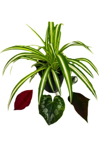 Bitki Fidanım Chlorophytum Comosum Kurdele Çiçeği