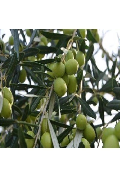 Sağ Tarım Tüplü Gemlik Zeytin Fidanı - 4 Yaş (80-100 Cm)